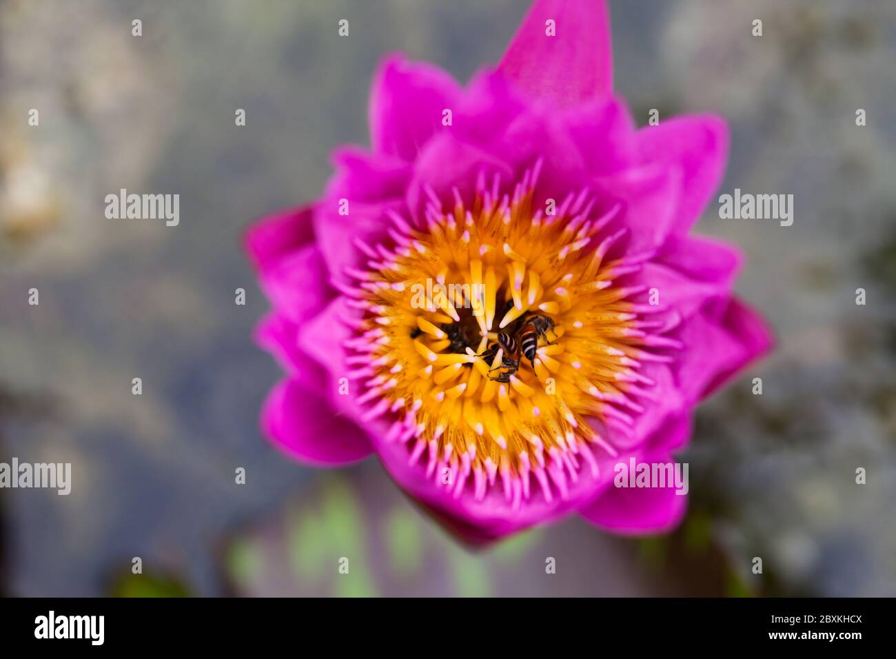 Lotus flower bee in hi-res stock photography and images - Alamy