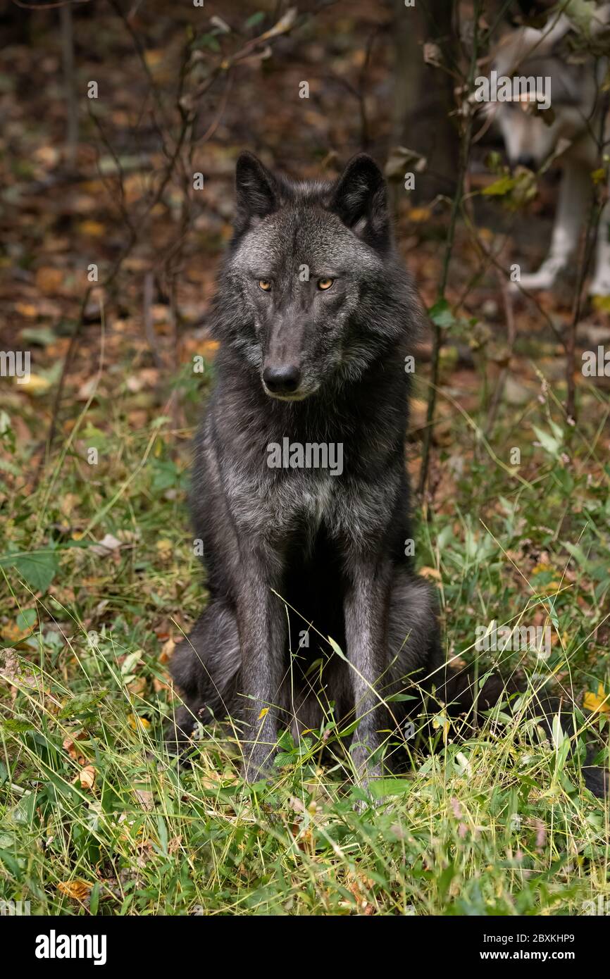 Grey Timber Wolf