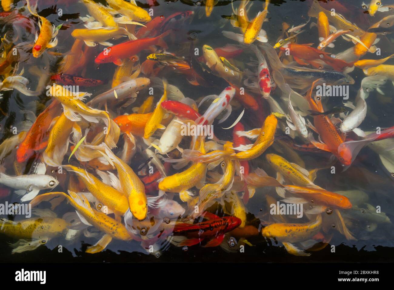 Koi in the pond in the morning Stock Photo - Alamy