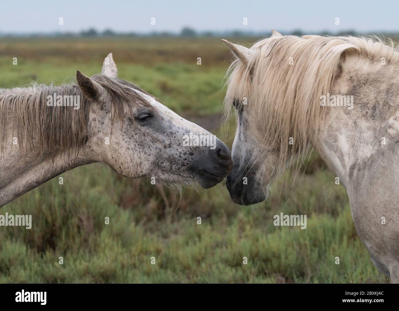 Two Horses Nuzzling