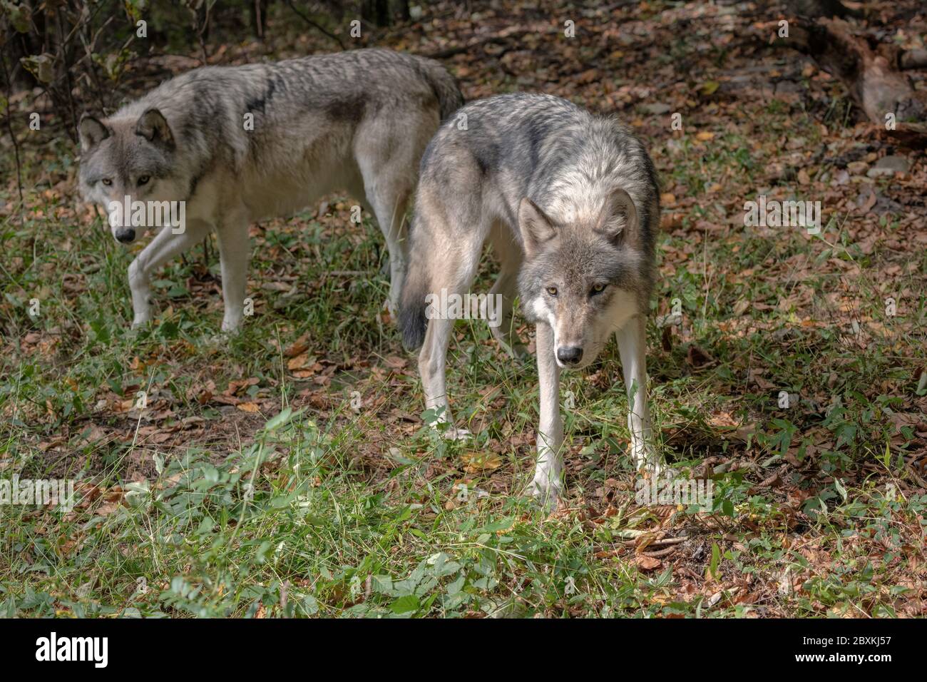 Two wolves walking hi-res stock photography and images - Alamy