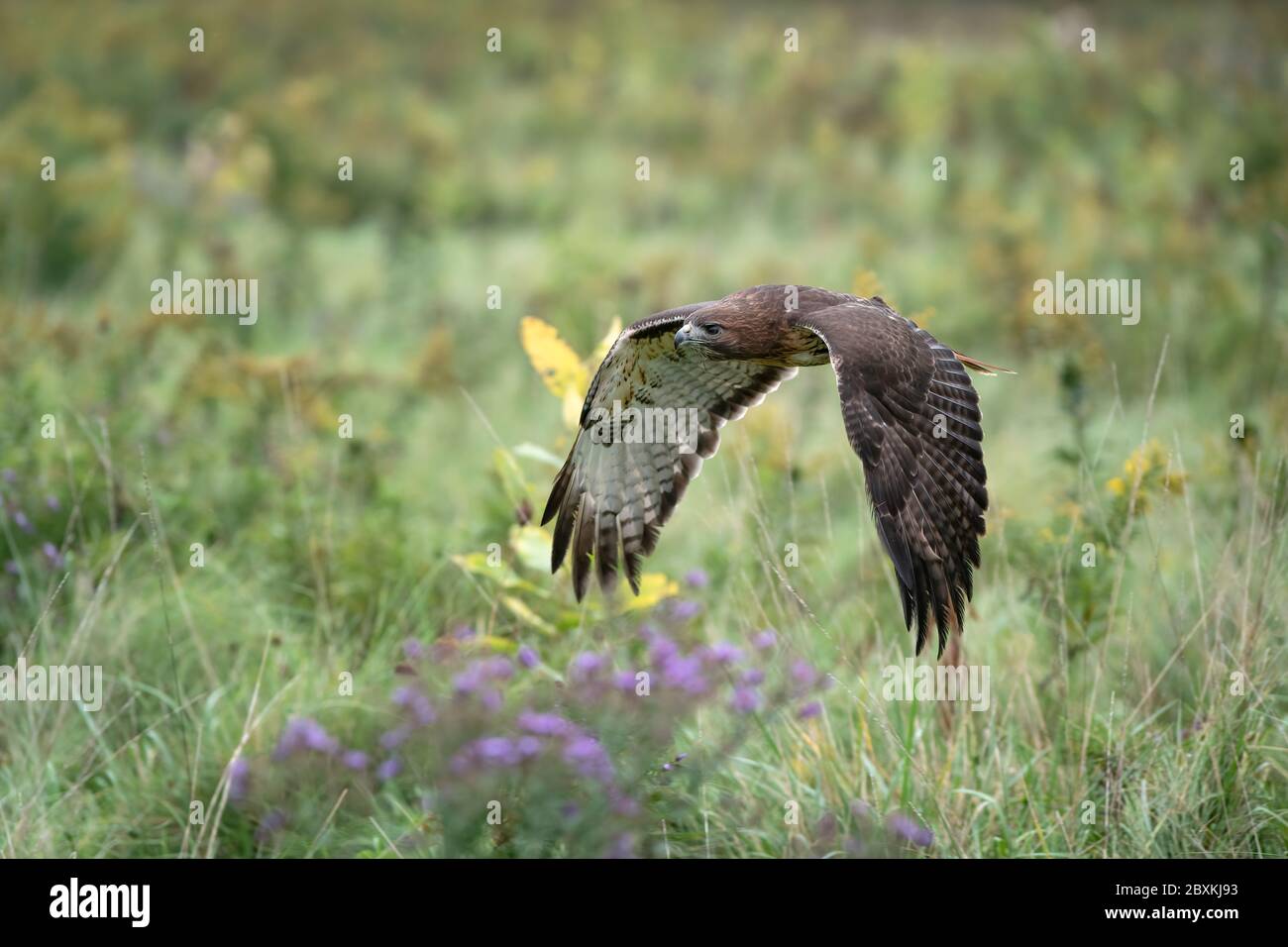 Hawk Flying Grass High Resolution Stock Photography and Images - Alamy