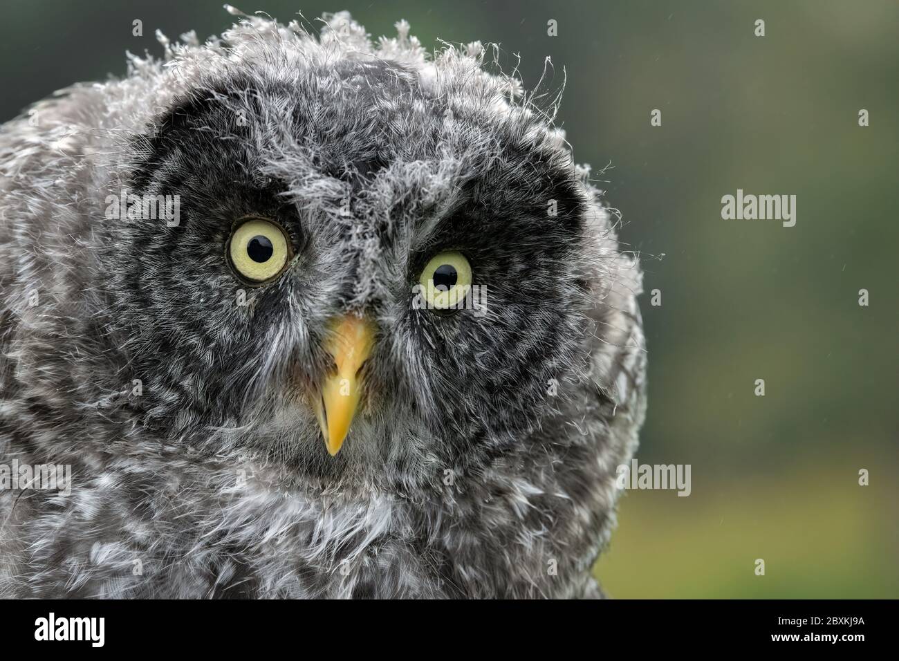 Great grey owl baby hi-res stock photography and images - Alamy