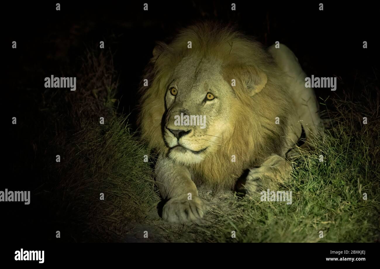 Lion hunting night hi-res stock photography and images - Alamy