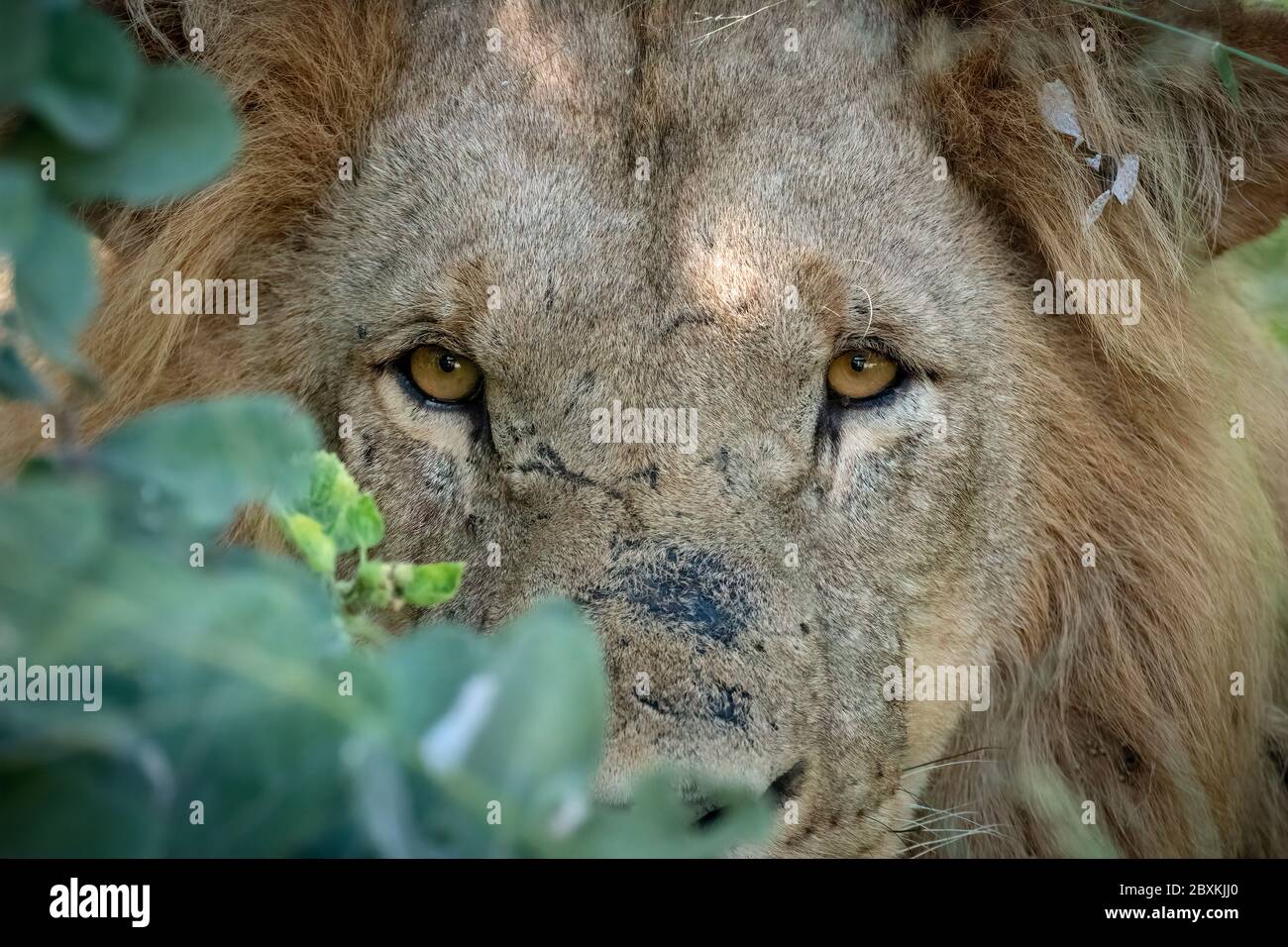 Young male lion with scars on his face peers out of the bush after ...