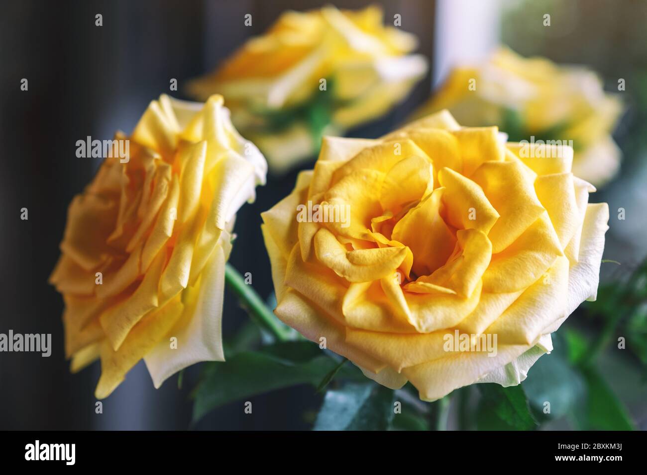 Closeup image of beautiful yellow roses Stock Photo - Alamy