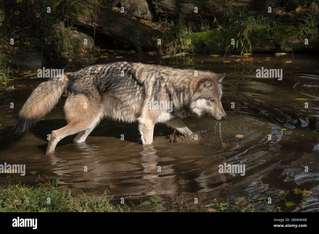 Gray Wolves Drinking Water