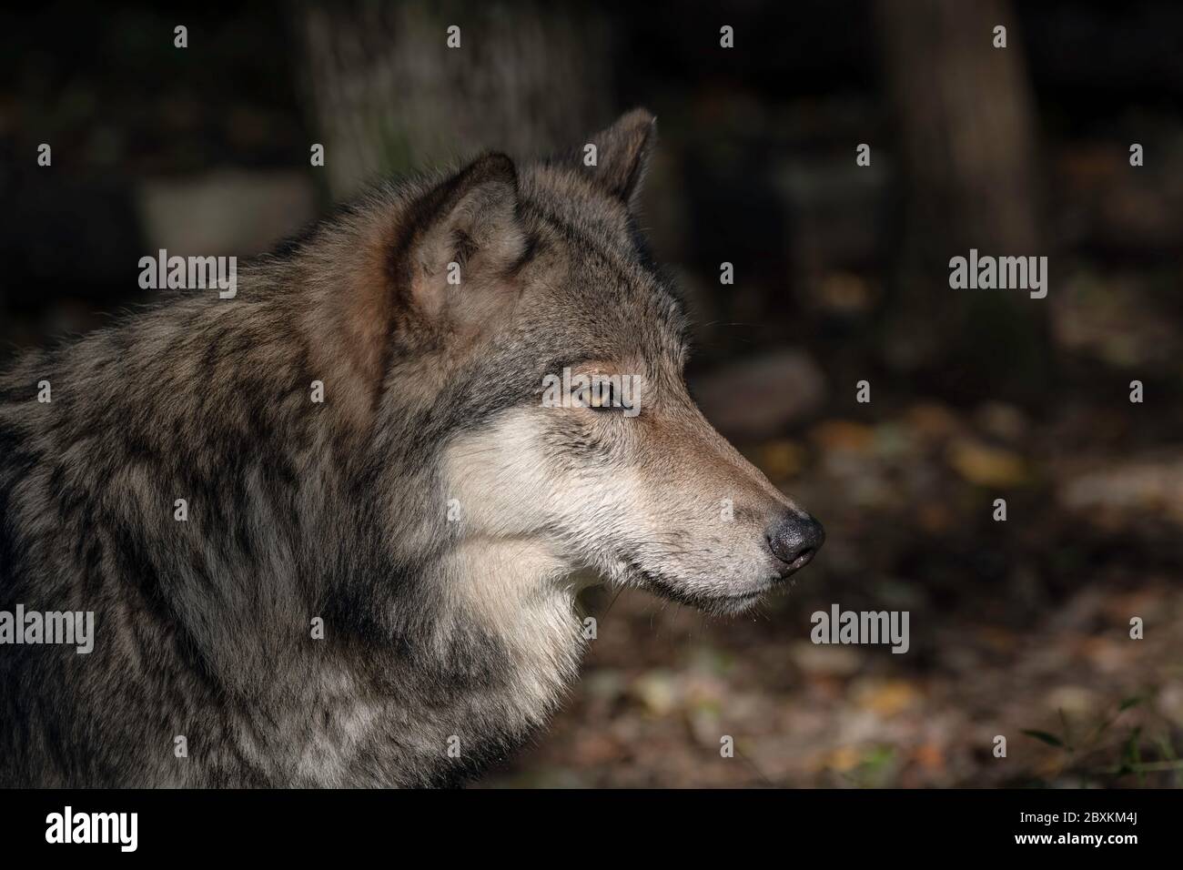Timber wolf face hi-res stock photography and images - Alamy