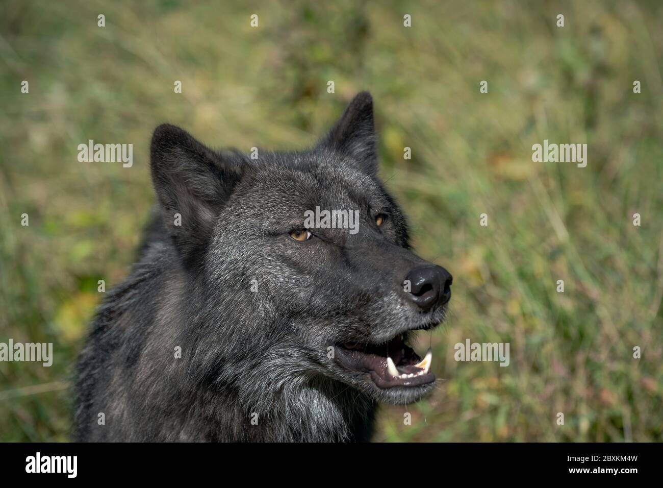 Black Wolf With Gold Eyes