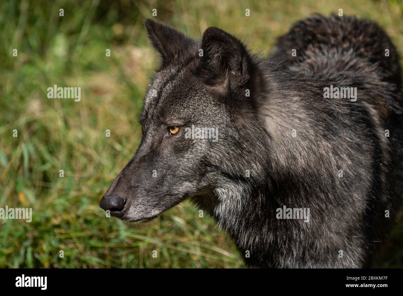 Black And Gray Wolf High Resolution Stock Photography and Images - Alamy