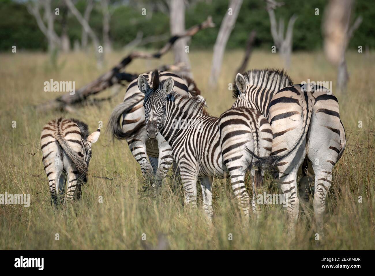 Botswana zebra migration hi-res stock photography and images - Alamy