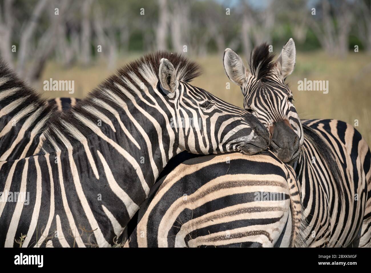 Botswana zebra migration hi-res stock photography and images - Alamy