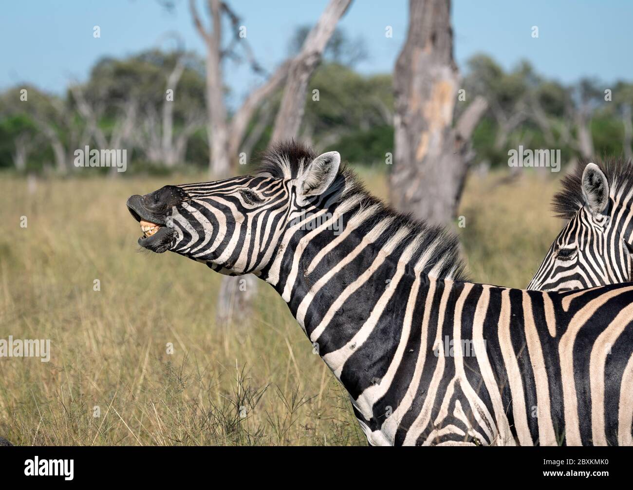 Zebra Smiling for the Camera Stock Photo - Alamy