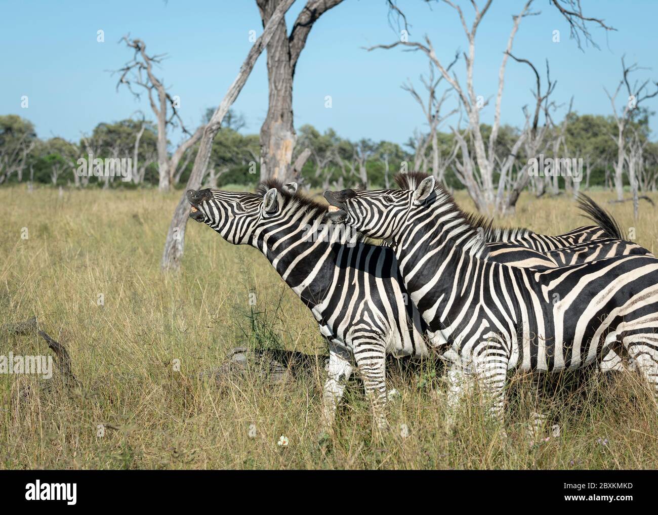 Zebra smiling hi-res stock photography and images - Alamy