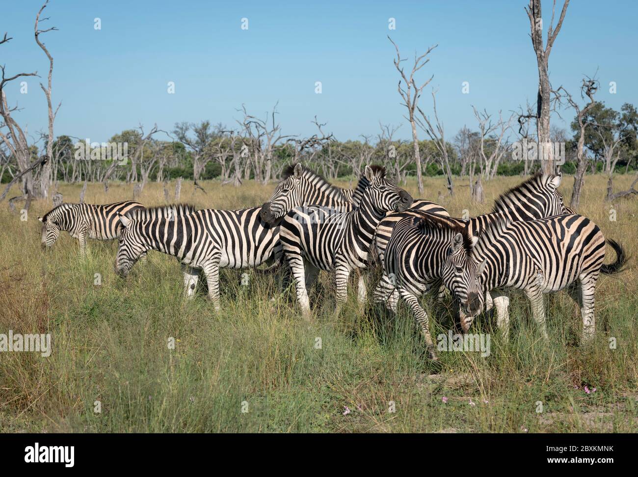Botswana zebra migration hi-res stock photography and images - Alamy