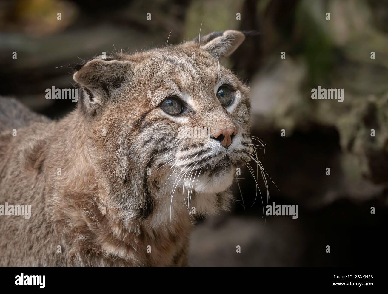 Close up of a bobcat with large sad eyes Stock Photo - Alamy