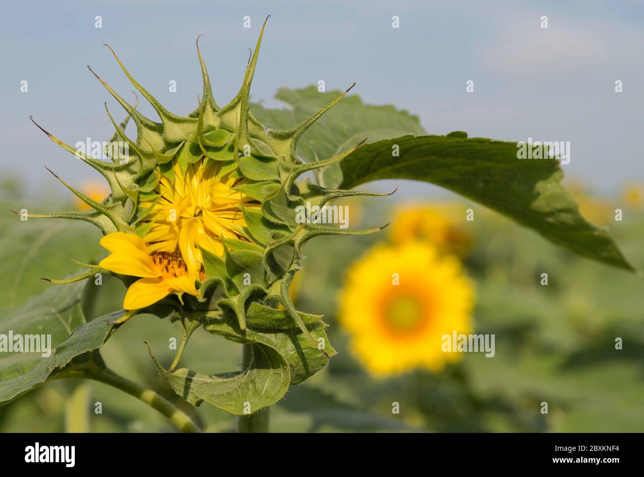 Close up young sunflower stem hi-res stock photography and images - Alamy