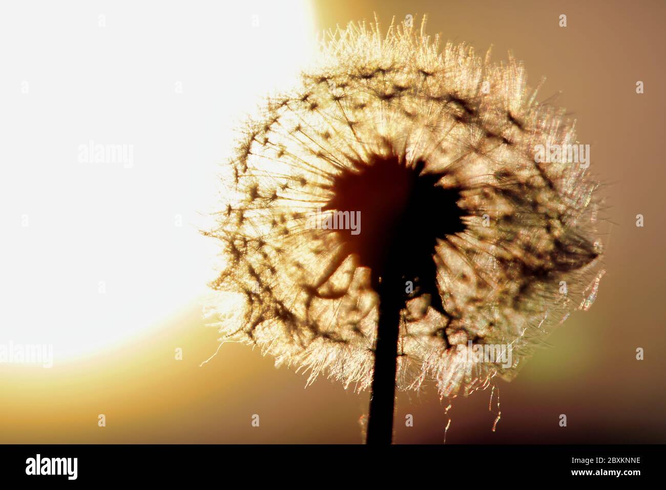 Plants dandelion hi-res stock photography and images - Alamy