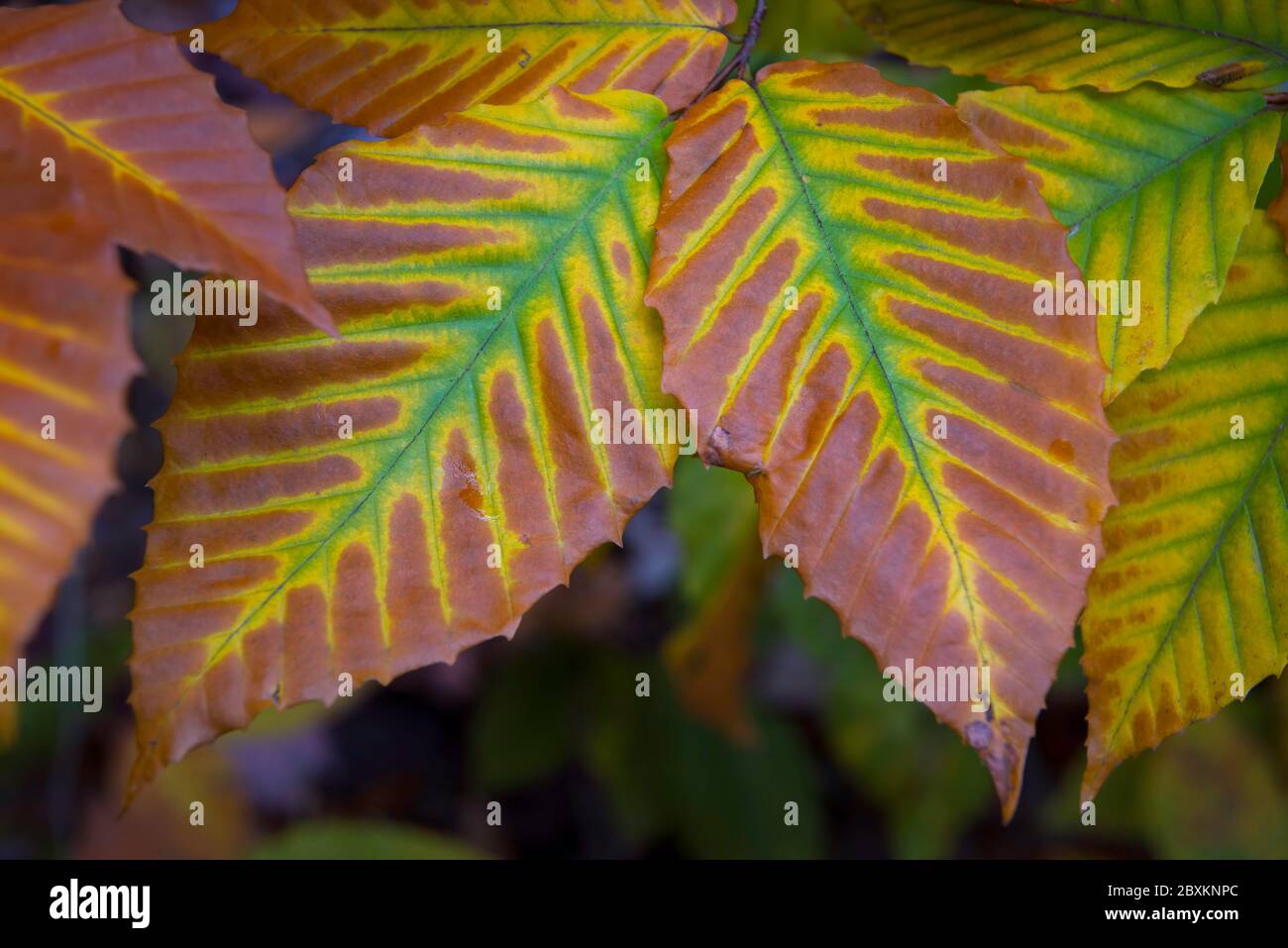 Colorful American Beech Leaves Changing Color in the Fall Stock Photo ...