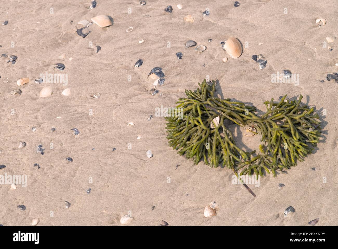 Seaweed kelp sea shells on hi-res stock photography and images - Alamy