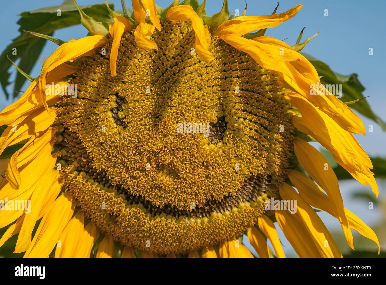 Sunflower With Face High Resolution Stock Photography and Images - Alamy
