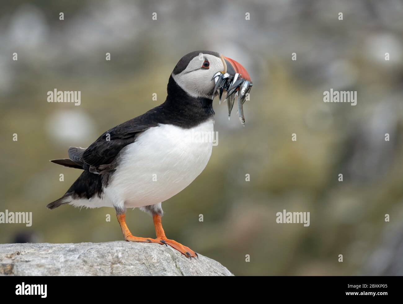 Atlantic puffins catch hi-res stock photography and images - Alamy