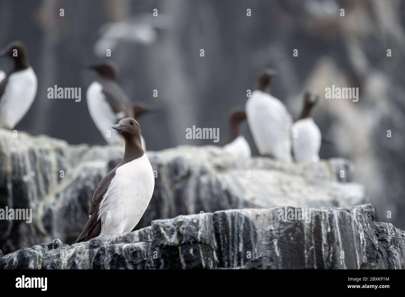 Guillemots (also known as Common Murres), standing on rocks in the ...