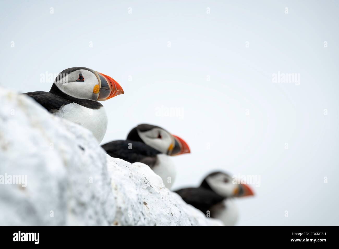Three atlantic puffins hi-res stock photography and images - Alamy