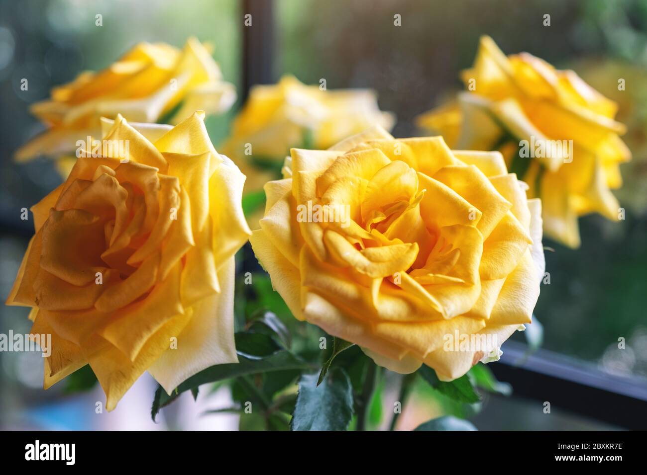 Closeup image of beautiful yellow roses Stock Photo - Alamy