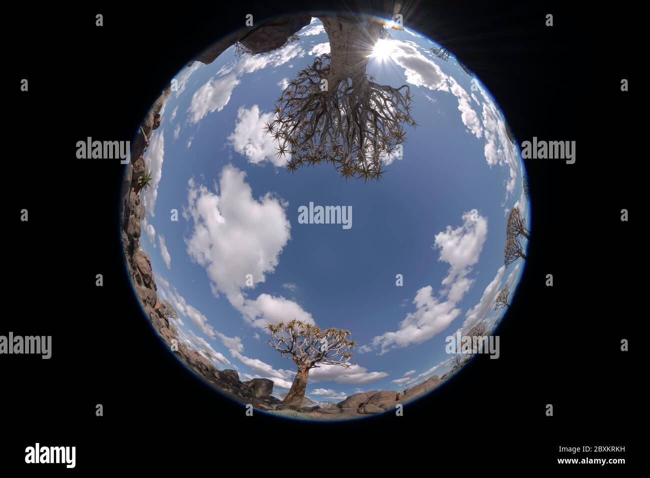Fish Eye Lens Forest High Resolution Stock Photography and Images - Alamy