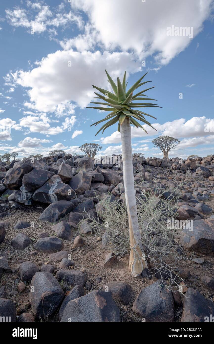 Young trees in desert hi-res stock photography and images - Alamy