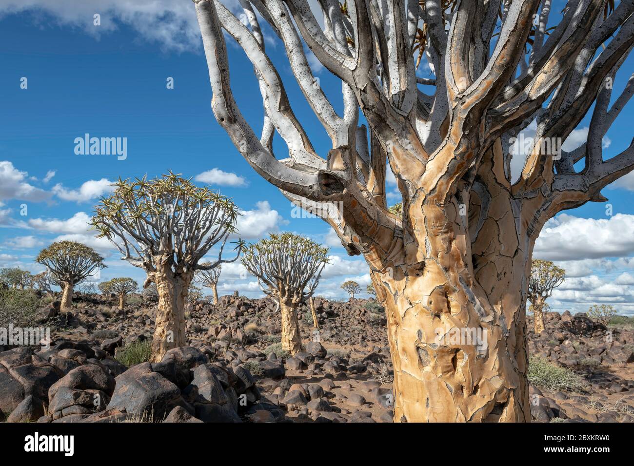 Bark of a quiver tree hi-res stock photography and images - Alamy
