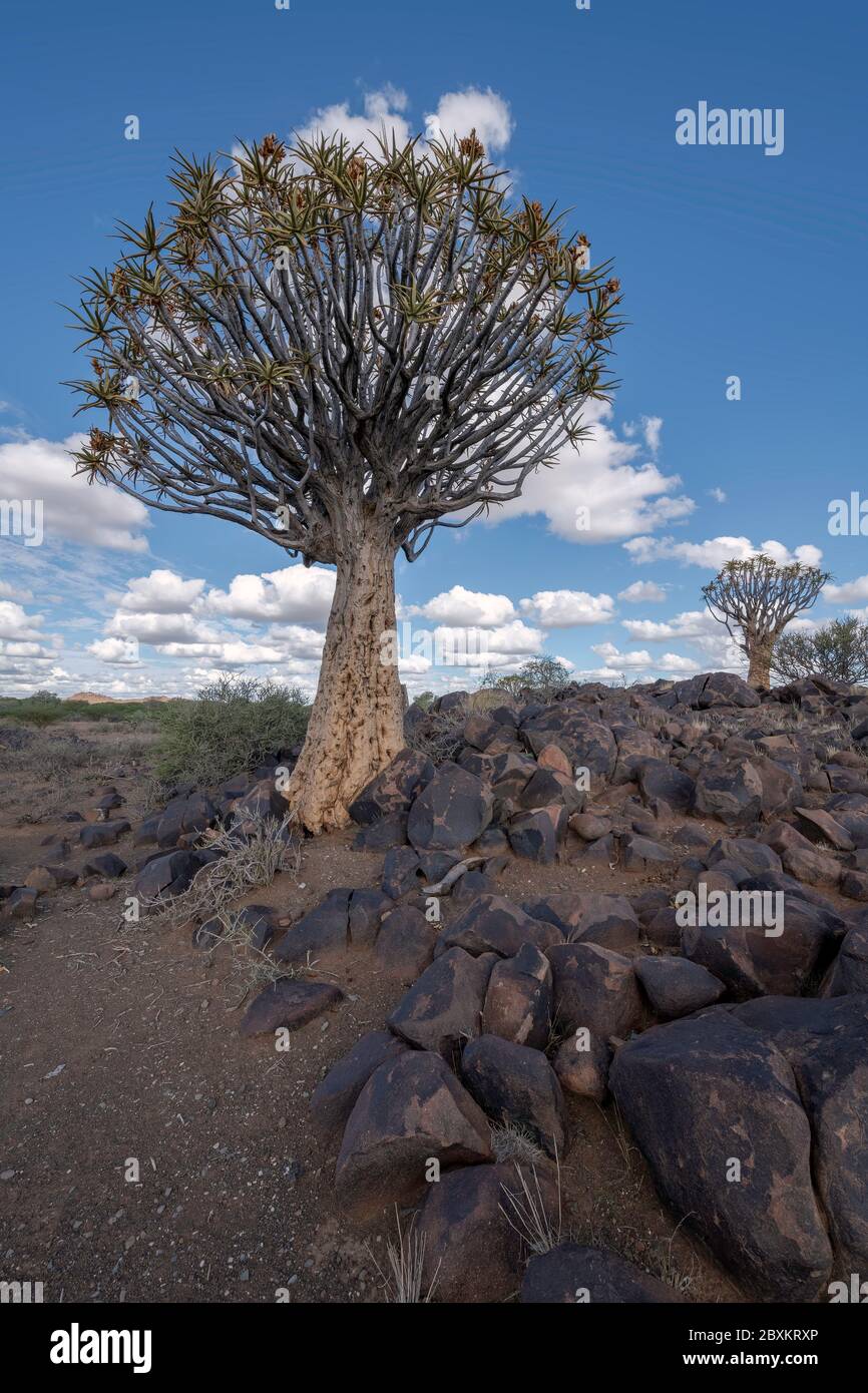 African pine tree hi-res stock photography and images - Alamy