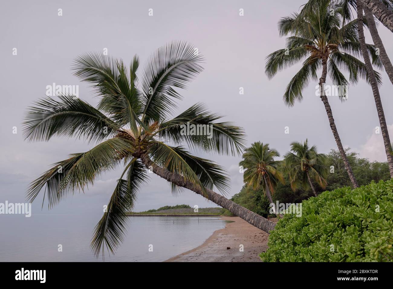 Palm trees leaning over the water hi-res stock photography and images ...