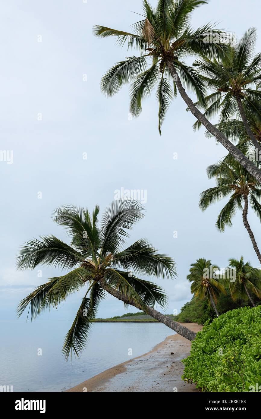 Palm trees leaning over the water hi-res stock photography and images ...