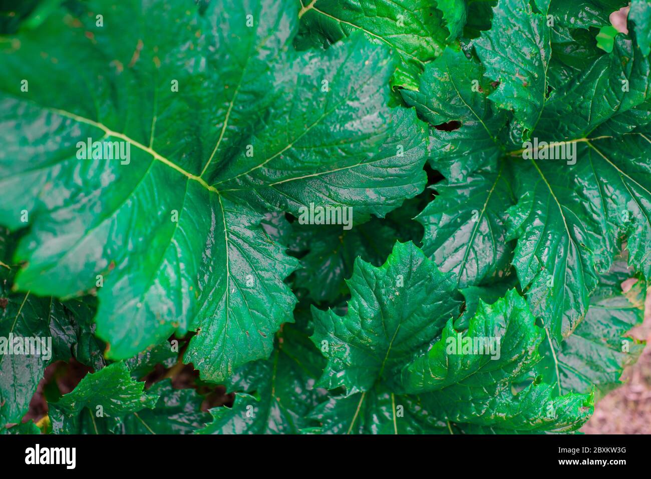 Close up shot of plants leaves shot from above Stock Photo - Alamy