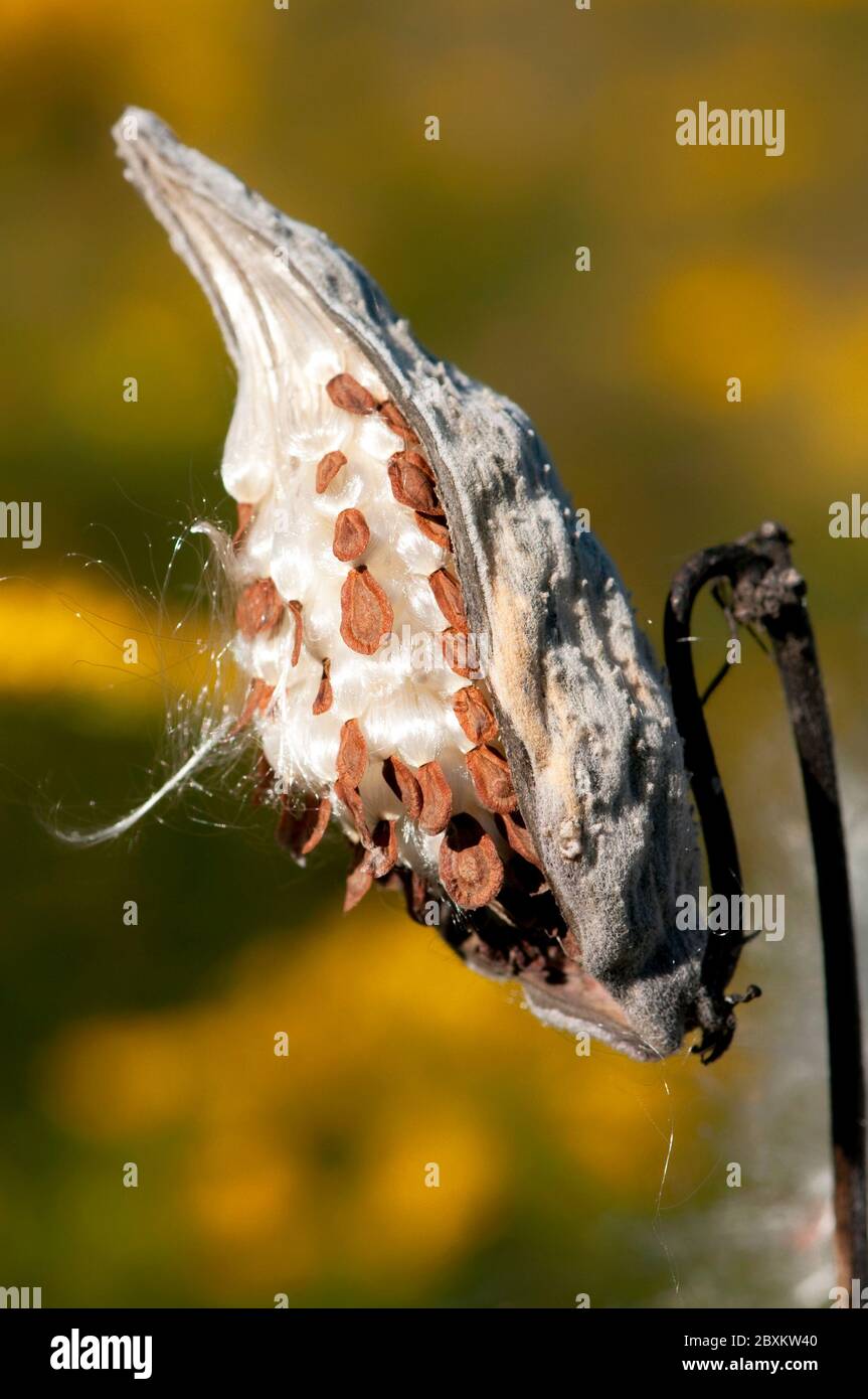 Milkweed seed fluff hi-res stock photography and images - Alamy