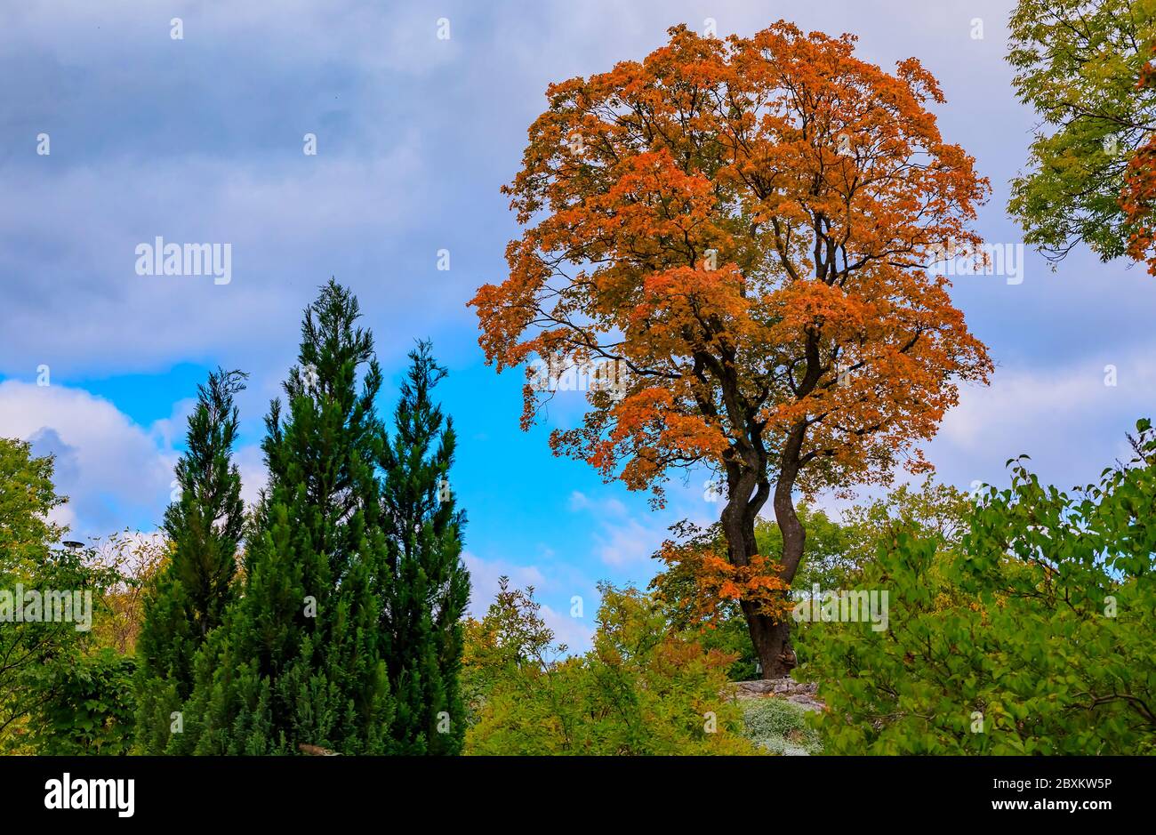 Trees in fall colors a public park in the heart of the city Stockholm ...