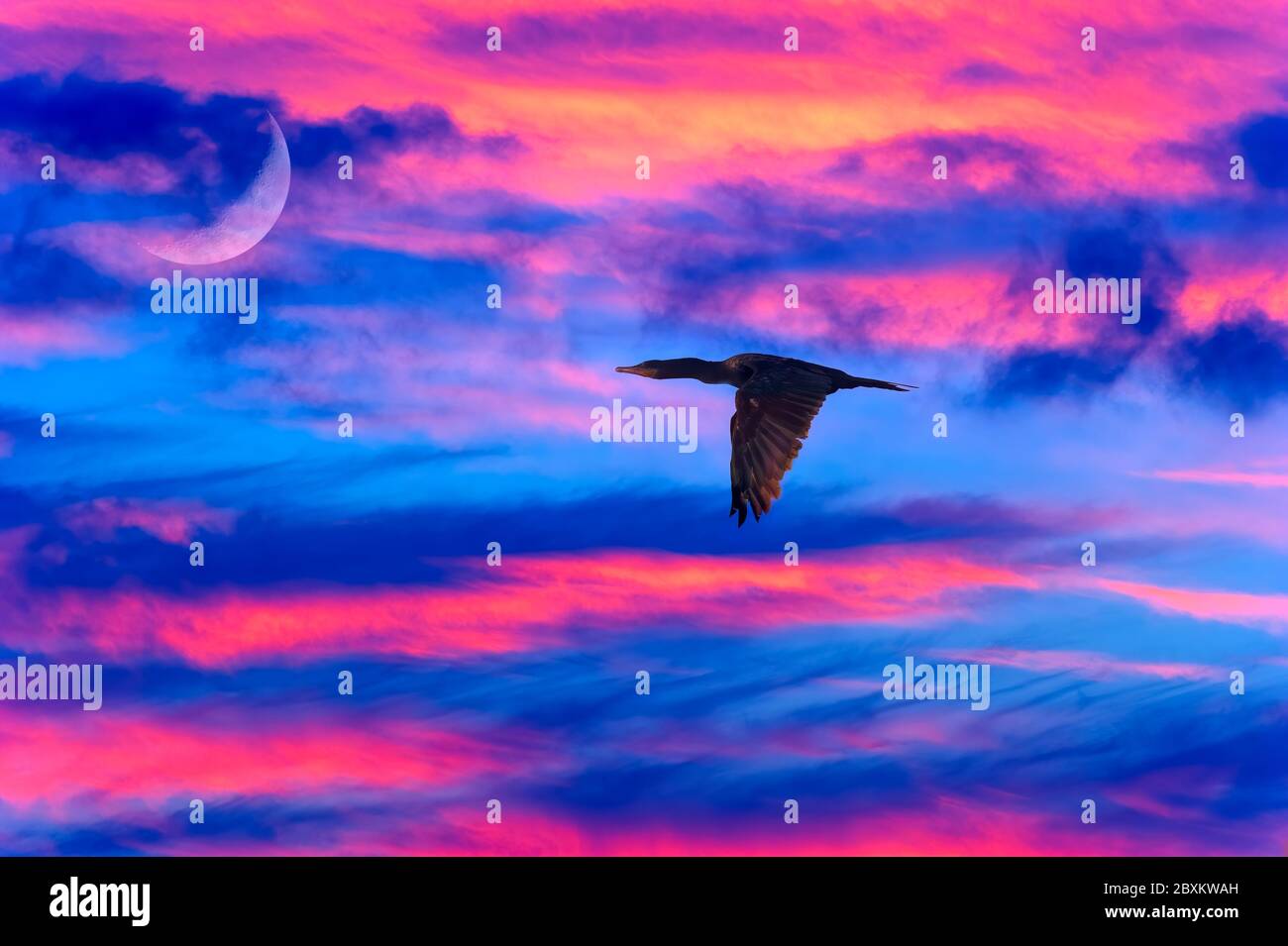 Birds Rising Photography