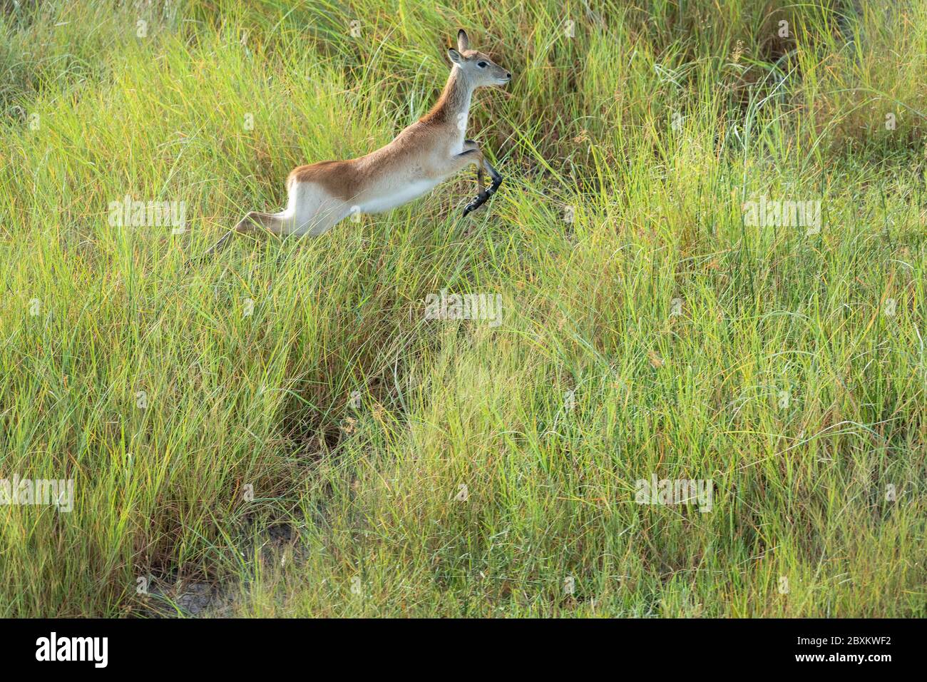 Running water buck hi-res stock photography and images - Alamy