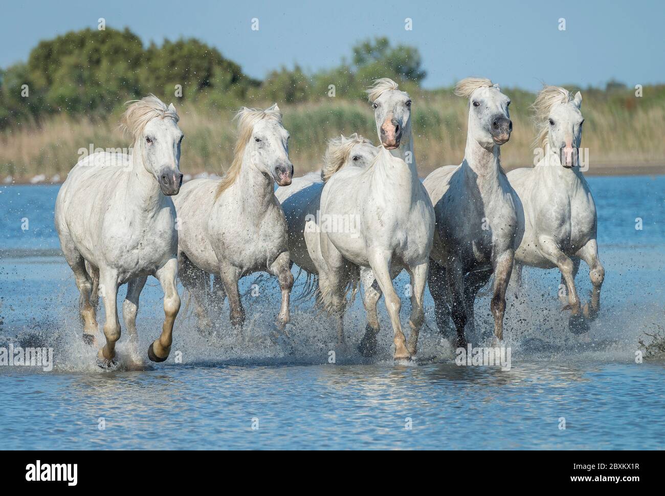 Stallions In Water High Resolution Stock Photography and Images - Alamy