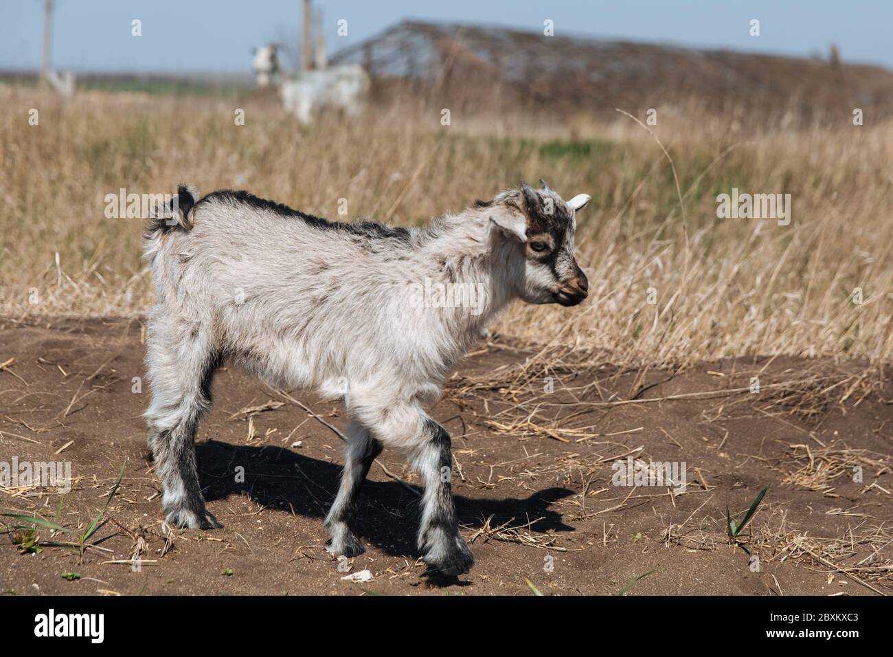 Little white goat walk on the ground Stock Photo - Alamy