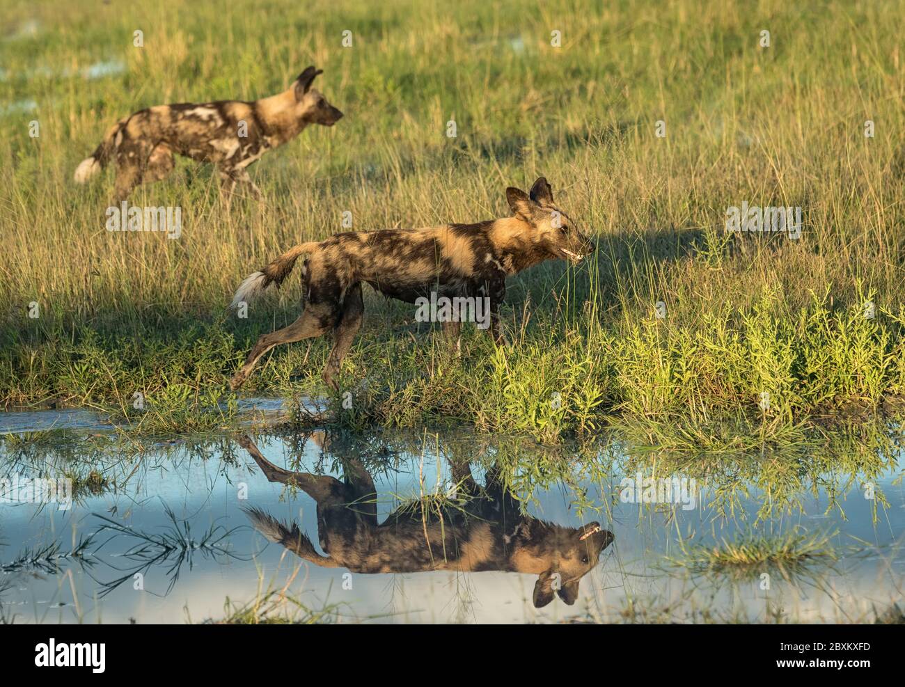 African wild dogs running hi-res stock photography and images - Alamy