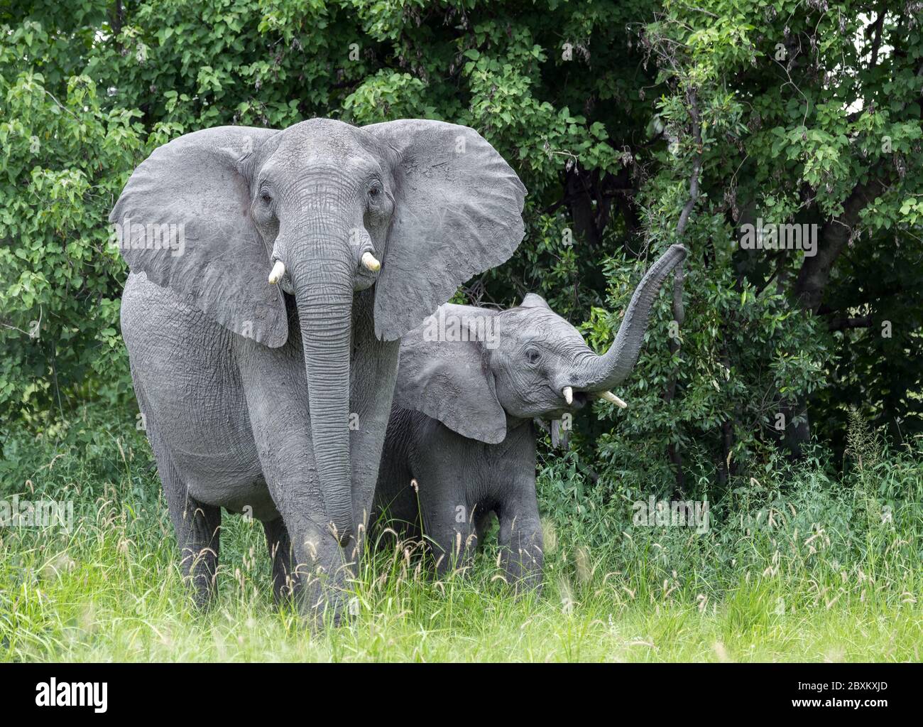 Elephants Trunk Raised High Resolution Stock Photography and Images - Alamy