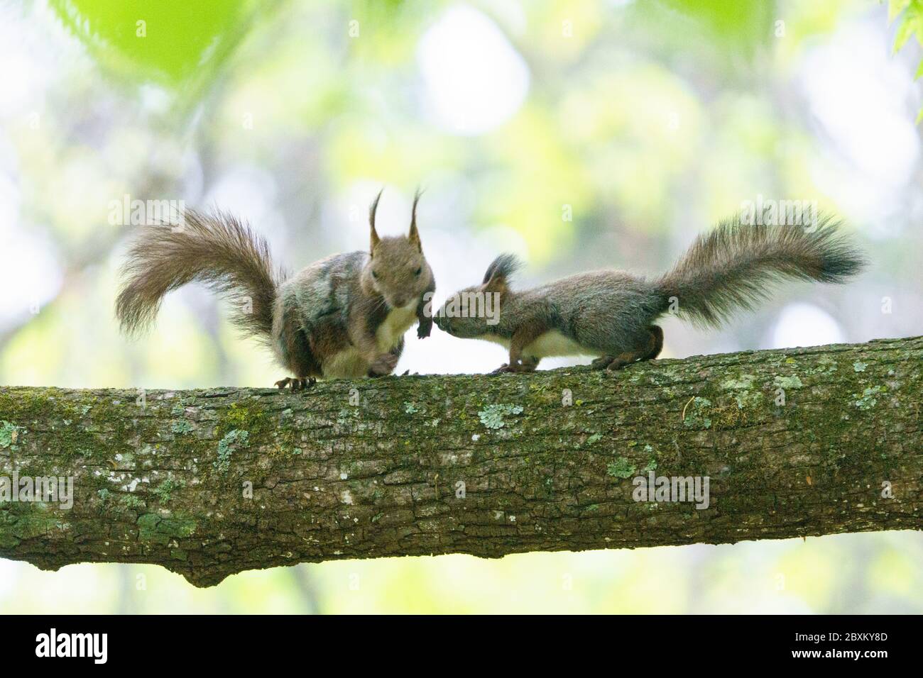 Mother Squirrel and Baby Squirrel Stock Photo - Alamy