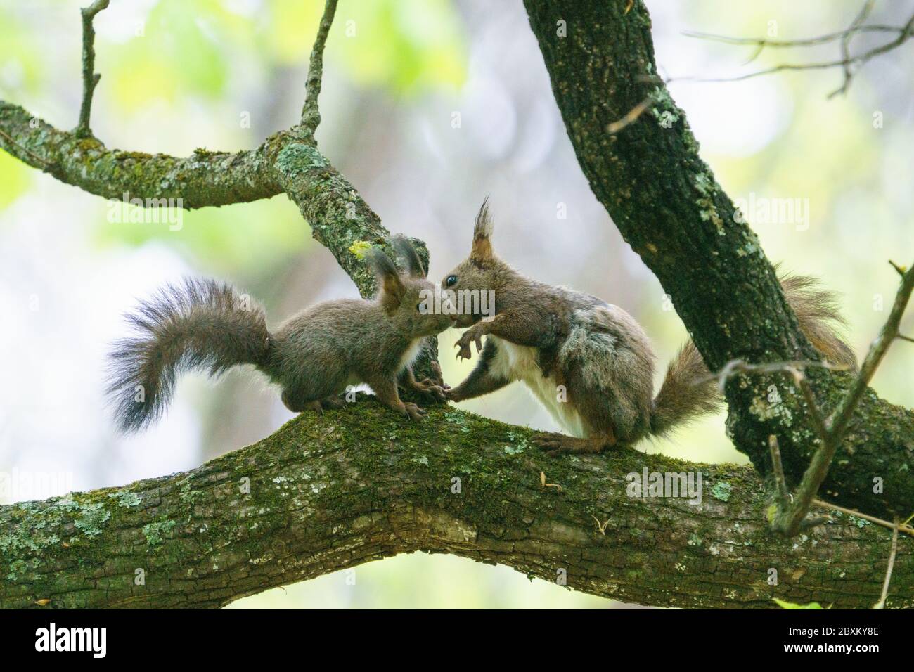 Mother Squirrel and Baby Squirrel Stock Photo - Alamy