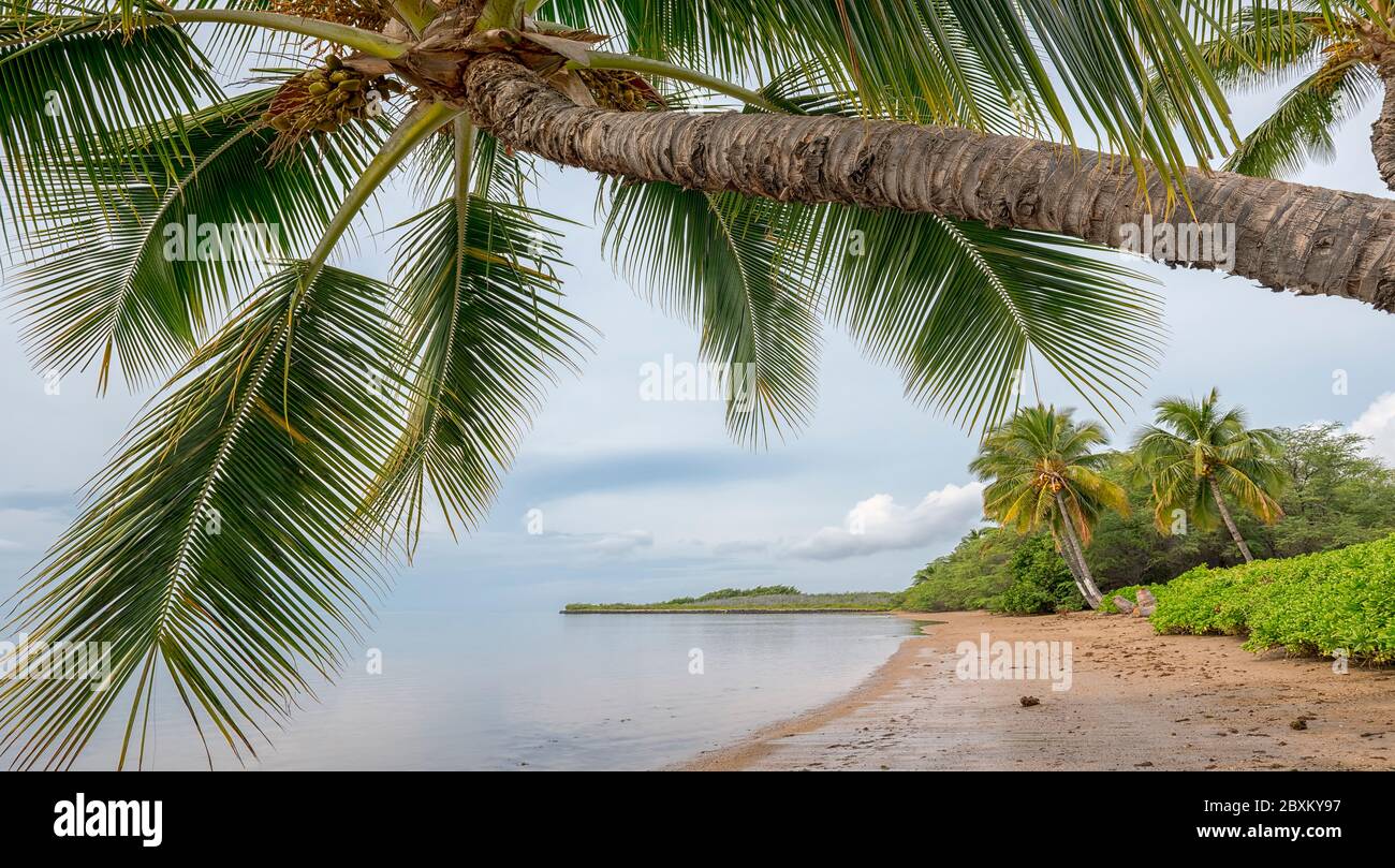 The leaning palm tree hi-res stock photography and images - Alamy
