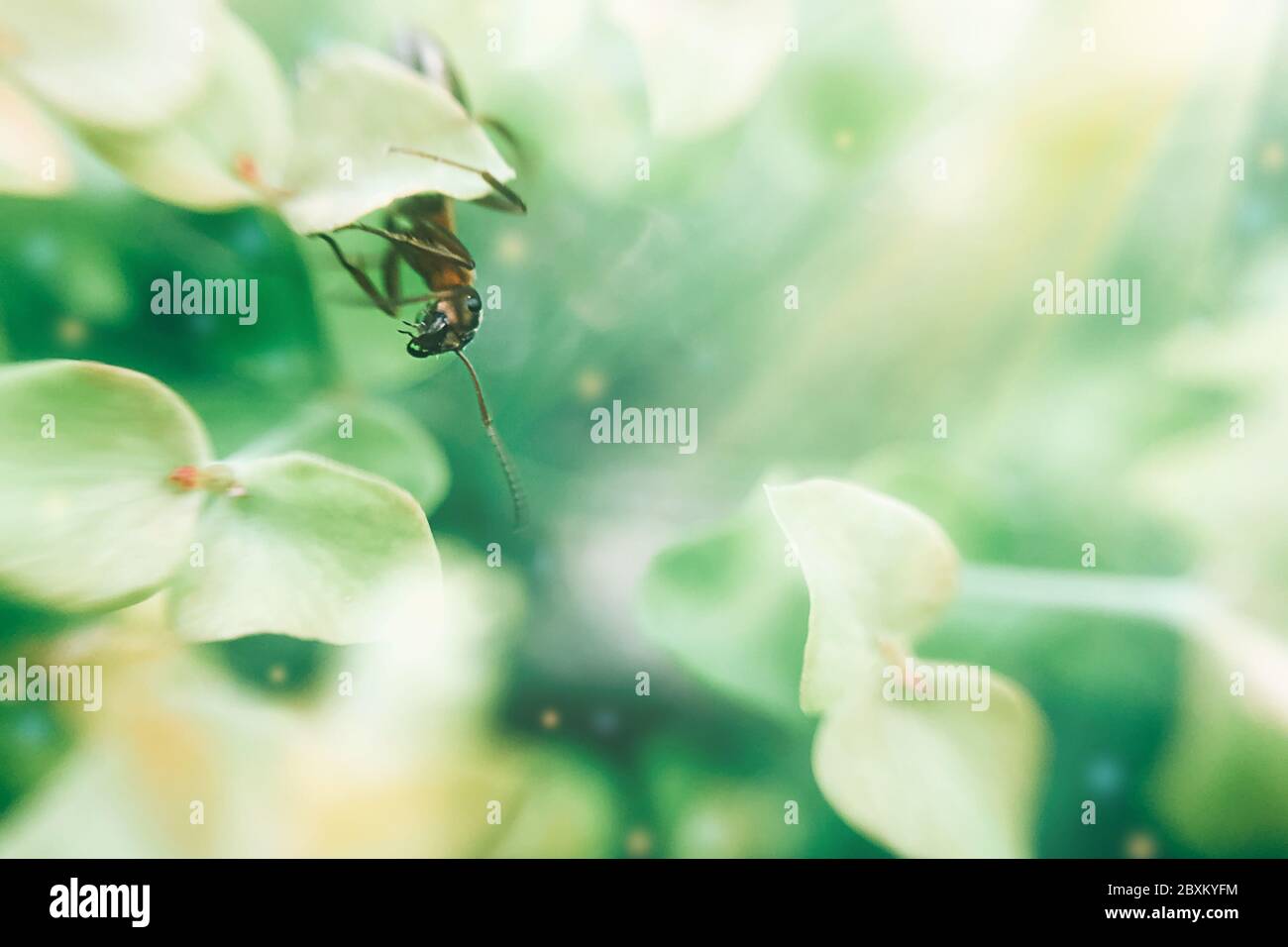 A curious worker ant looks out from behind a leaf. Beautiful artistic ...