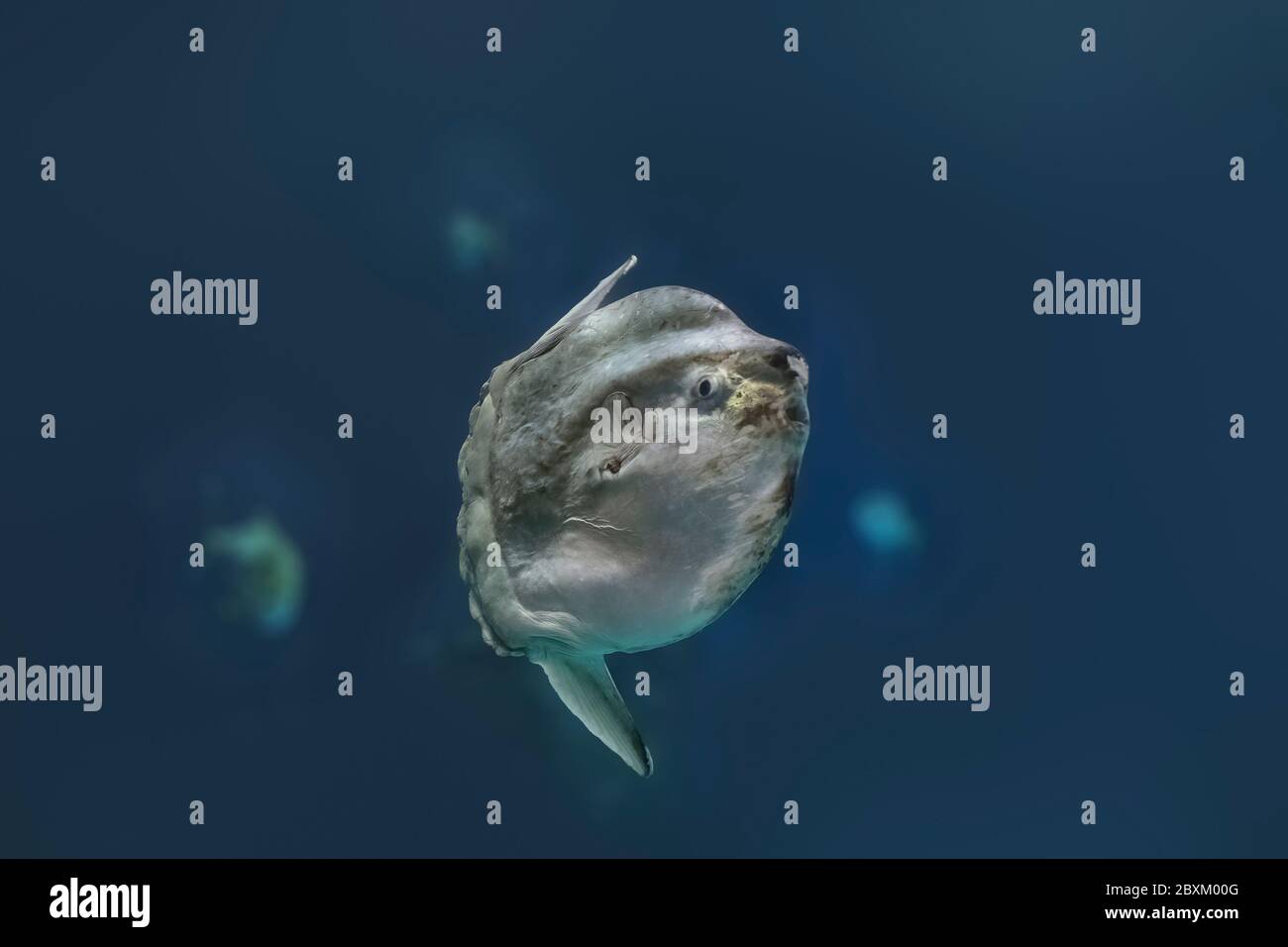 Detailed Atlantic sunfish from a sea water aquarium Stock Photo - Alamy