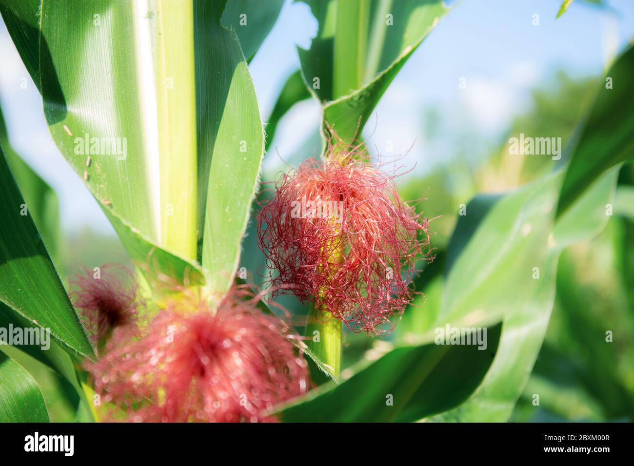 Baby corn on tree in field with the sunlight Stock Photo - Alamy